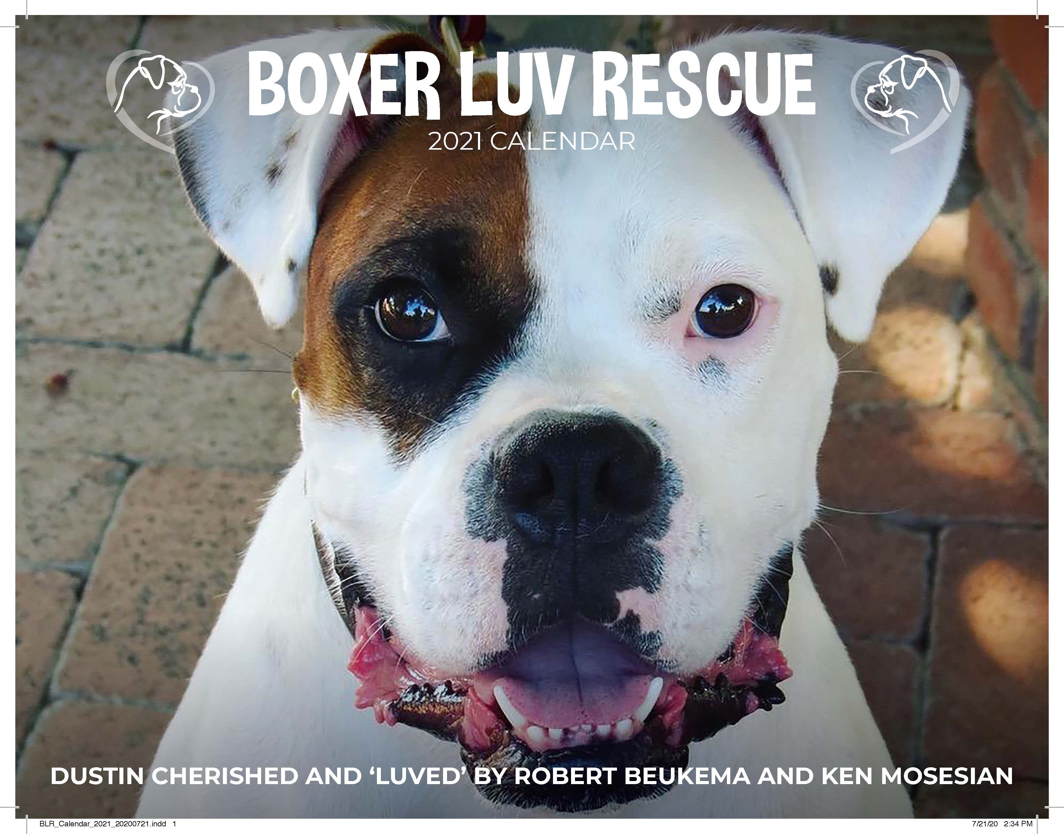Boxer Luv Rescue, Phoenix AZ: Helping homeless dogs